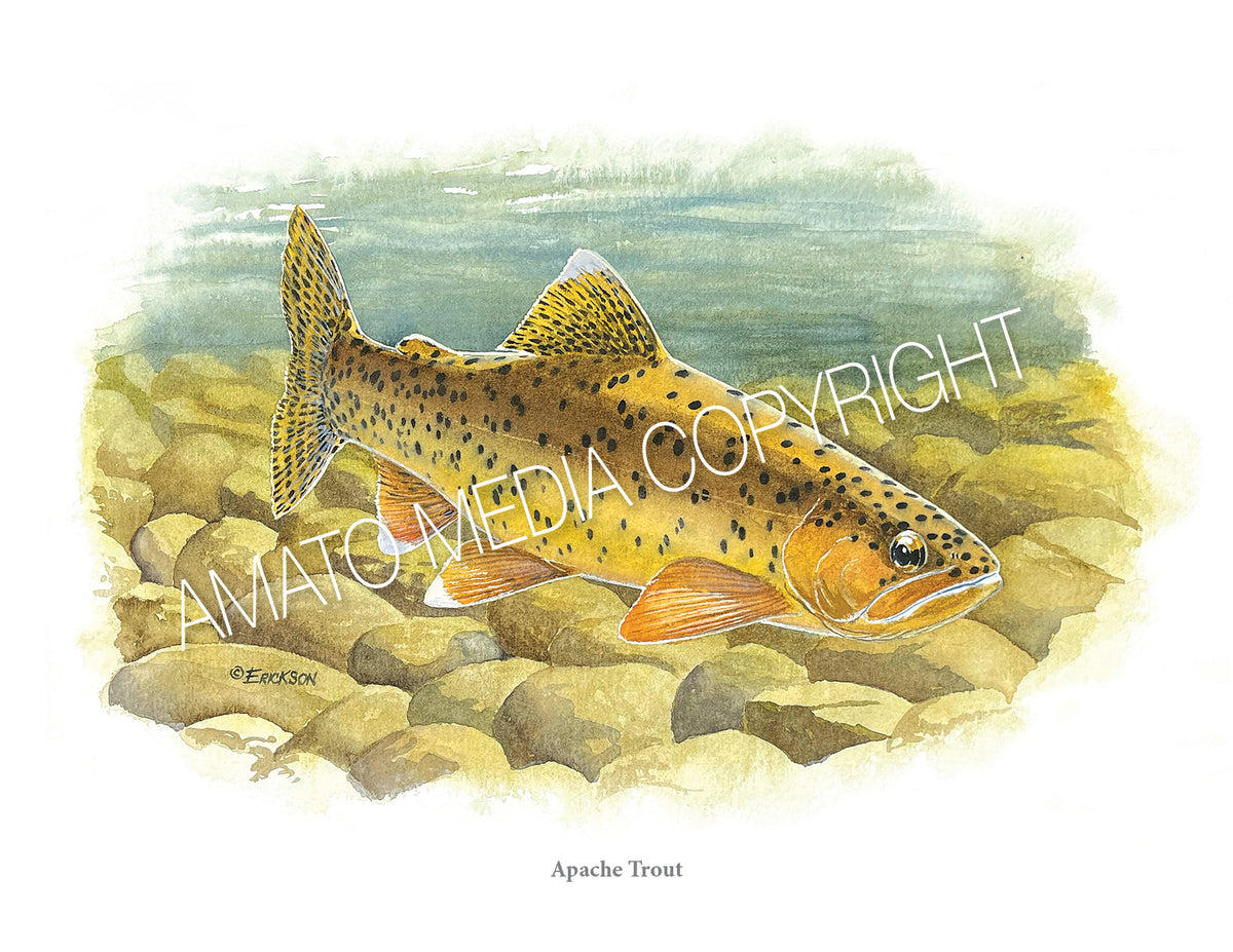 NATIVE TROUT OF NORTH AMERICA (Art Prints) - 41 SPECIES TO CHOOSE FROM ...